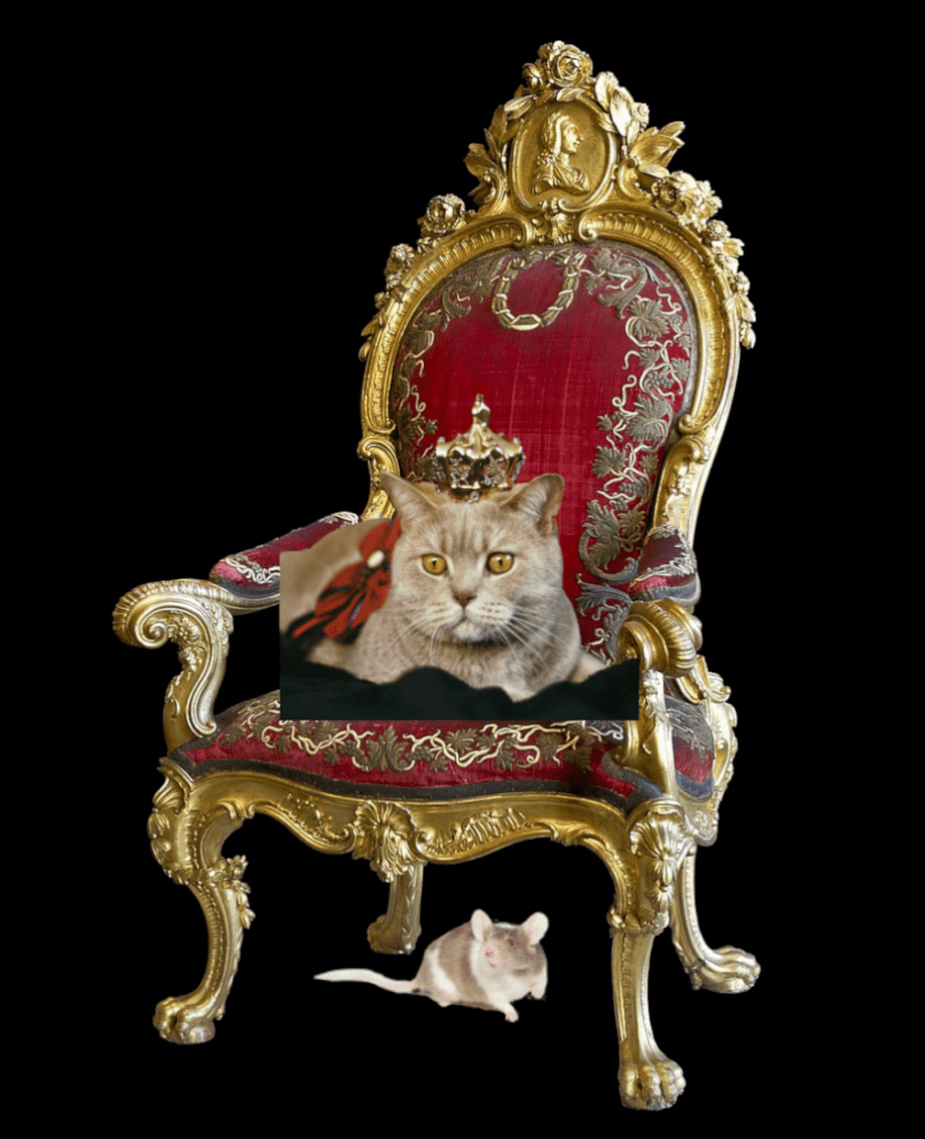 Wacky Wednesday Critters - Does Your Cat Wear Pajamas? - PolitiZoom